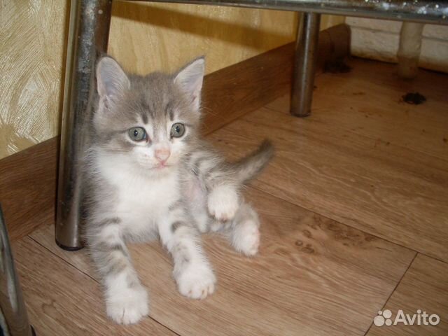 Дымчатый Котенок 1.5 месяца мальчик