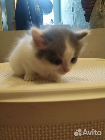 Котенок мальчик