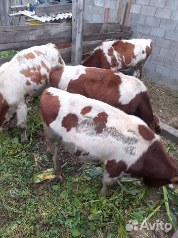 Продам Быки на мясо и на племя