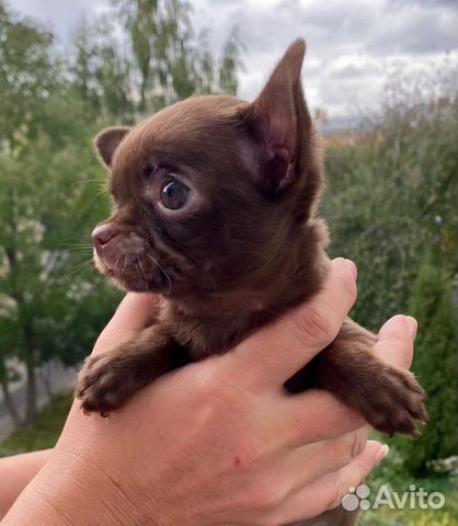 Шоколадная принцесса мини