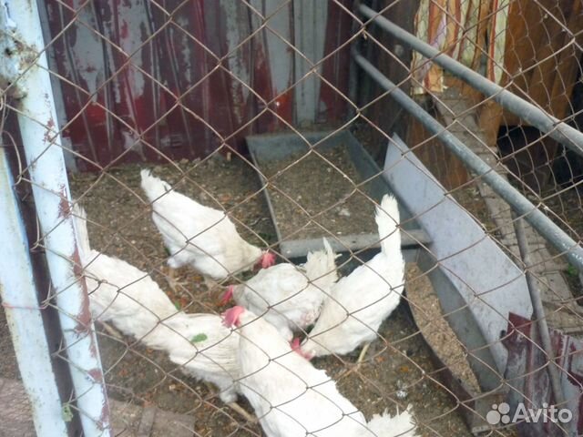 Продам кур несушек