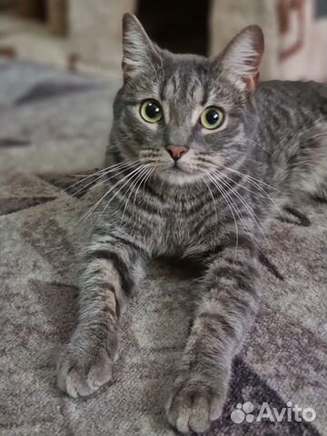 Кот в добрые руки