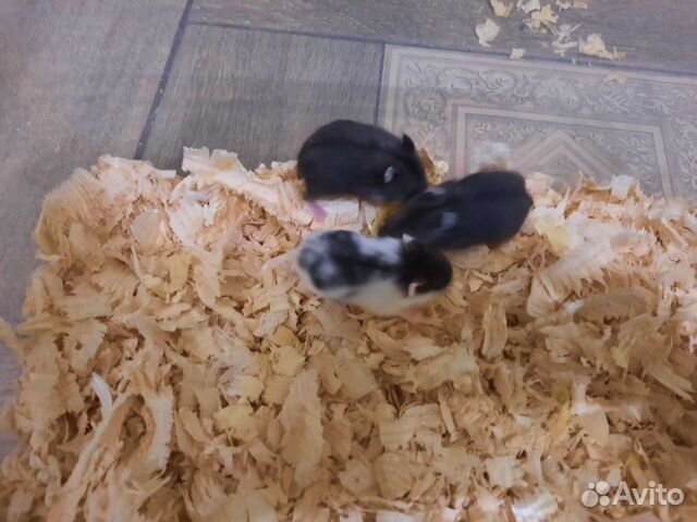 Отдадим бесплатно хомячков