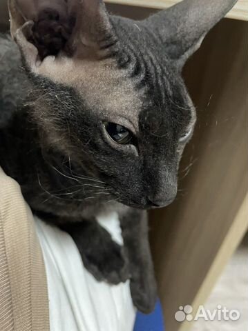 Котята девон-рекс