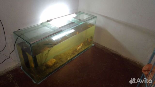 Аквариумные рыбки