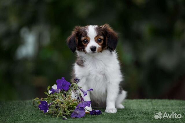 Папийон/ Фален