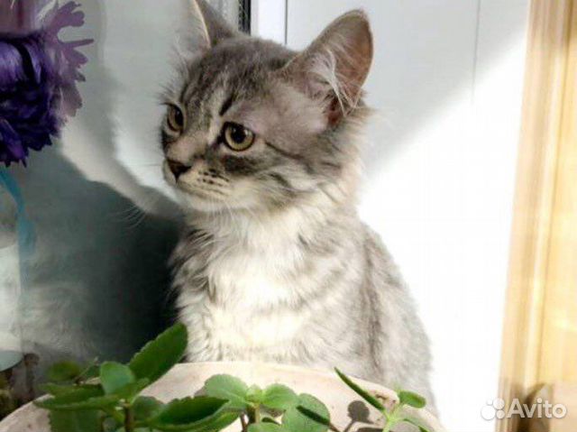 Котенок дымчатый Кошечка