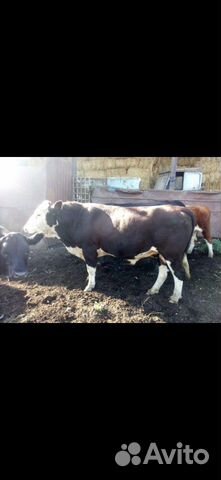 Бык герефорд