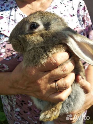 Кролик Фландер 3,5 мес