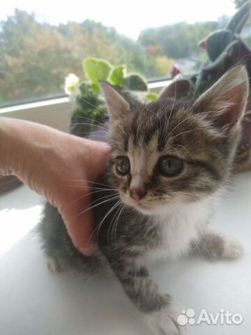 Котёнок мальчик Гномик