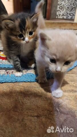 Котята в добрые руки бесплатно