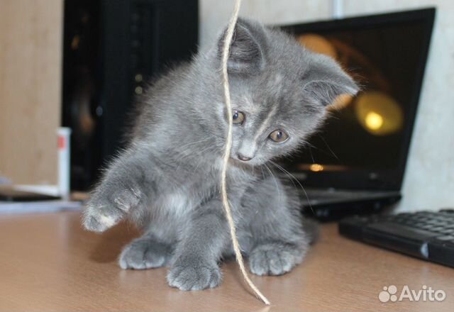 Дымчатый котенок Оливия, ищет семью, 1.5 мес