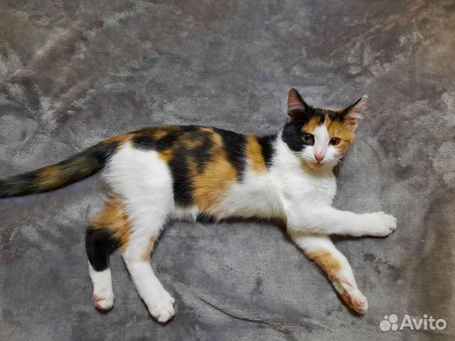 Котята бесплатно