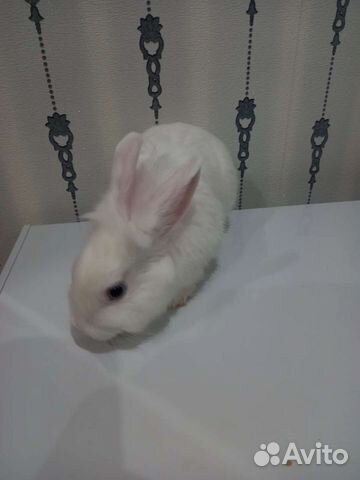 Декоративные кролики вислоухие