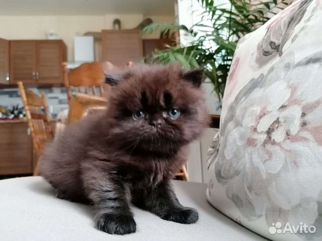 Милое создание экзот