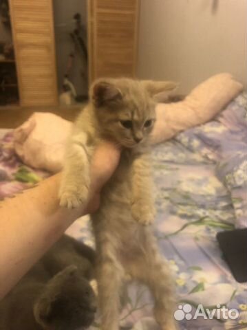 Коот 2 месяца британец