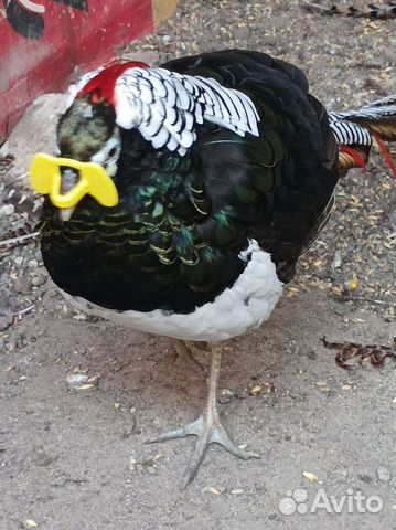 Алмазные фазаны