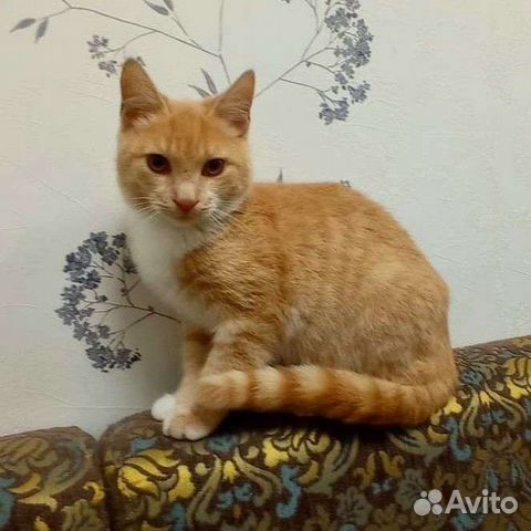 Кот Рыжик 5 мес