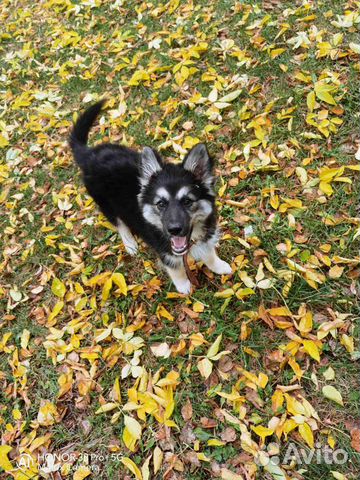 Щенок овчароидного типа, 4 мес., мальчик