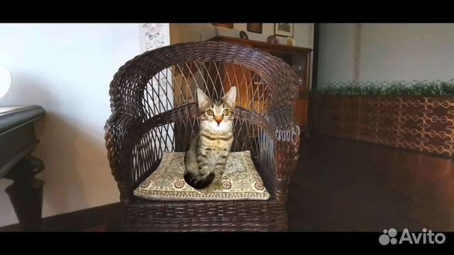 Музыка ветра