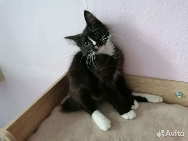 Котята в добрые руки бесплатно