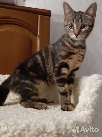 Котенок курильский бобтейла