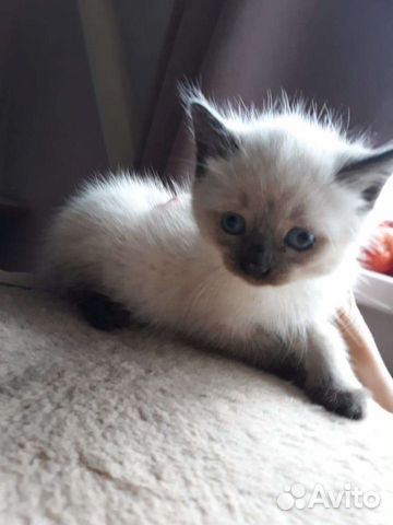 Красотульки