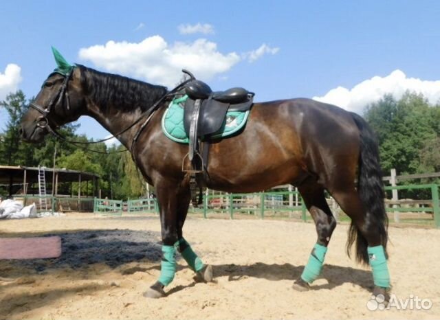 Продажа лошади