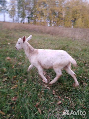 Продается козочка