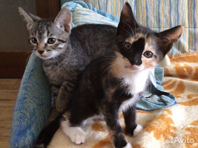 Кот на новоселье