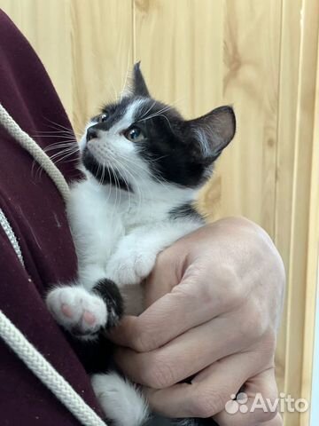 Невероятно ласковый Максик 2,5 мес ищет дом