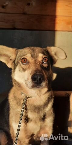 Невысокая собачка Кузя мечтает о доме