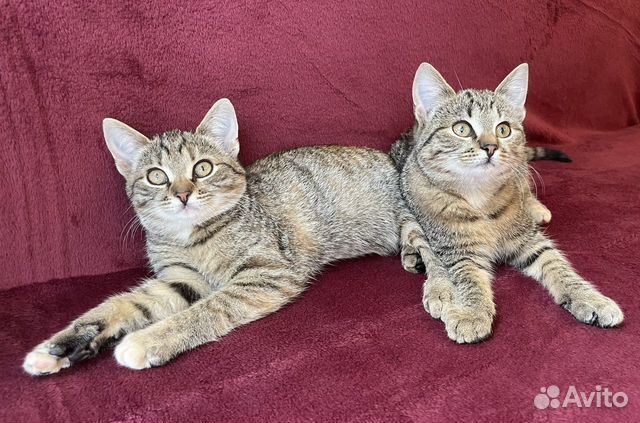 Полосатые котята девочки 3 мес