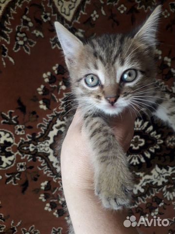 Котик в добрые руки