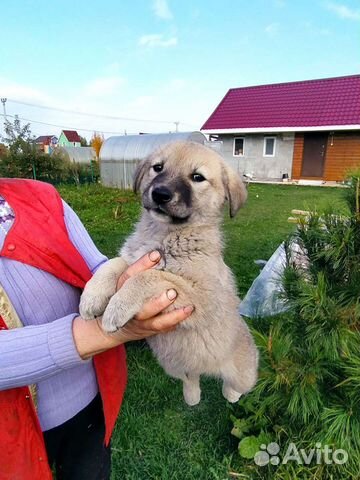 Робкая девчушка ищет дом