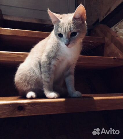 Персиковая малышка ищет маму