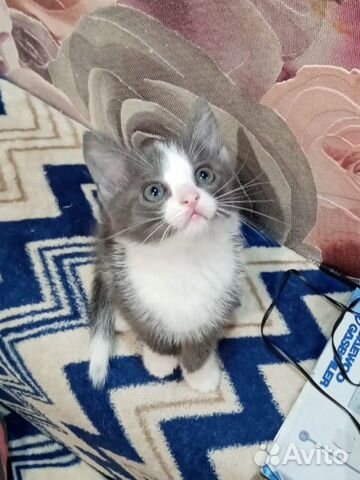 Котята сибирской кошки