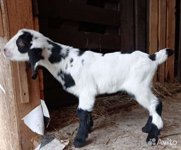 Козлики помесные