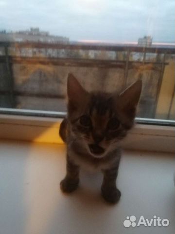 Котята сибирской кошки, и сфинкса