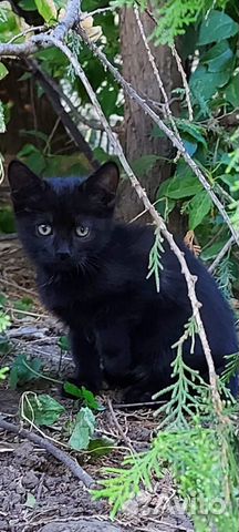 Отличный черный котенок