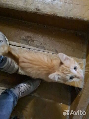 Кошки в добрые руки бесплатно