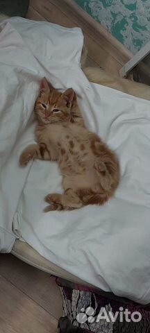 Рыжий Котёнок бесплатно