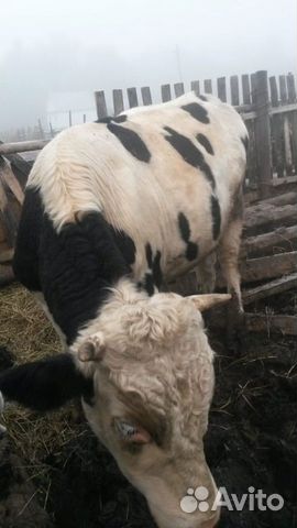 Бык живым весом продать