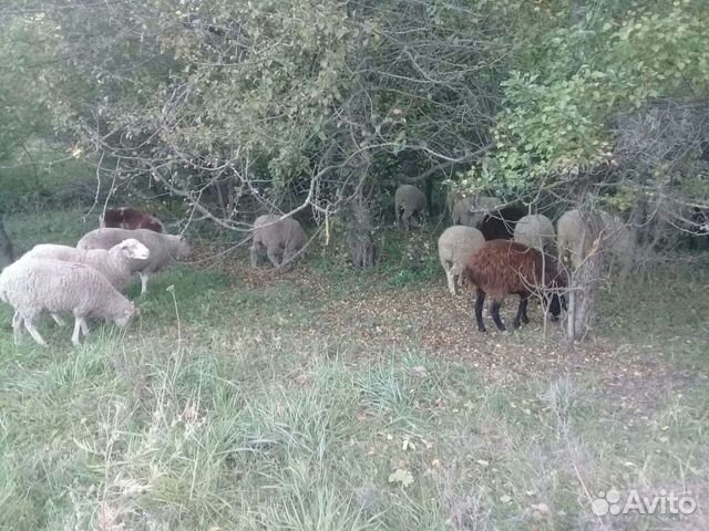 Овцы и телята