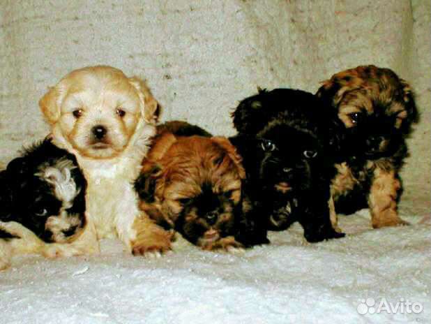 Красотулечки