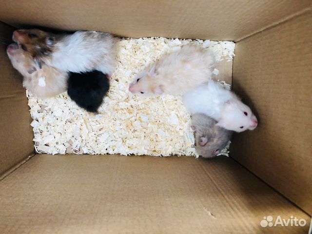 Сирийские Хомячки в добрые руки