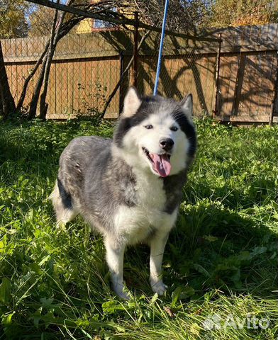 Сибирский хаски