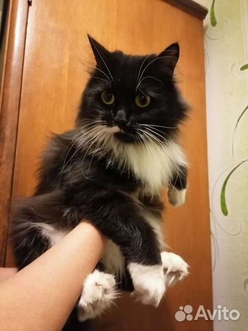 Красоточка кошка