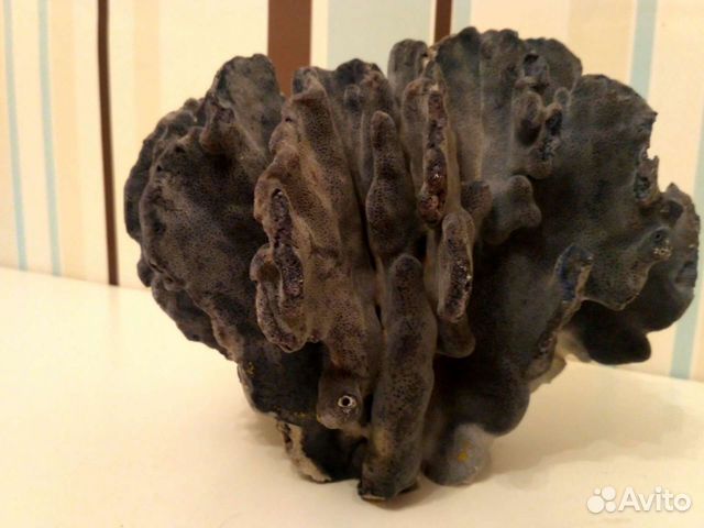 Натуральный коралл