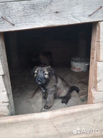 Кавказская овчарка помесь